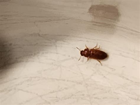 What Is This Bug Cockroach Rinsects