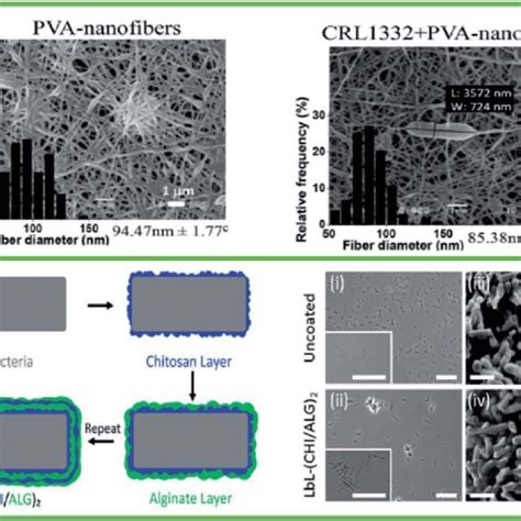 a scanning electron microscopy of pva nanofibers left and pva