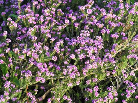 Thryptomene Baeckeacea Prostrate — Lullfitz Nursery