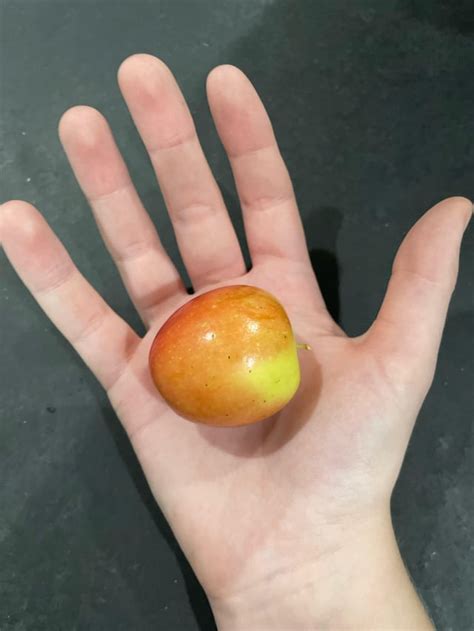 This Tiny Apple That I Found In My Normal Apples Rinteresting