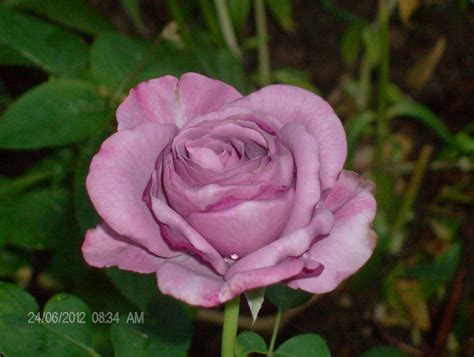O Meu Mundo Das Plantas Rosas Dicas De Cultivo
