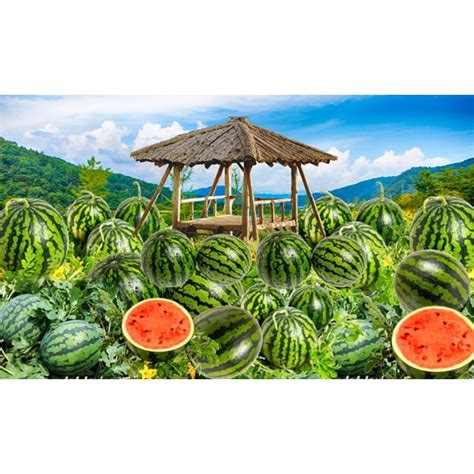 여름현수막 키즈파람 여름현수막 여름배경현수막 물놀이현수막 원두막현수막 수박밭현수막