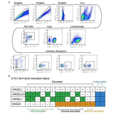 Gating Strategy And Nk Cell Education Status Pbmcs Were Labeled With