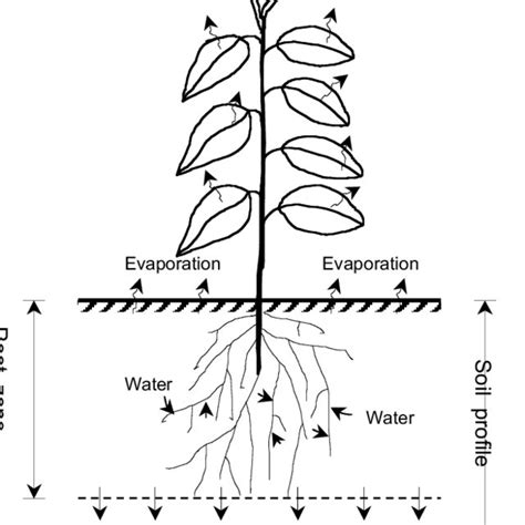 Schematic Representation Of The Evapotranspiration Process Download