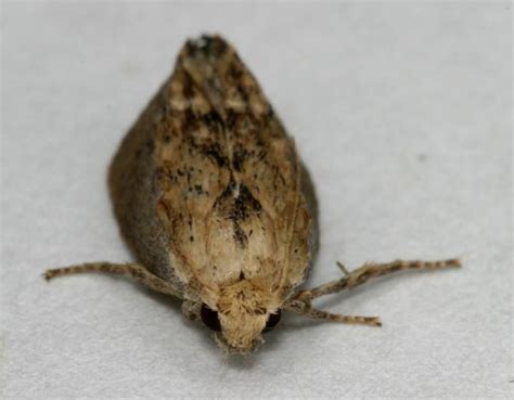 Wax Worm Moth