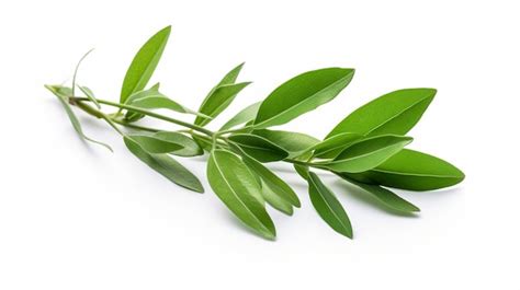 Premium Ai Image Illustration Of Close Up Andrographis Paniculata Capsules With White