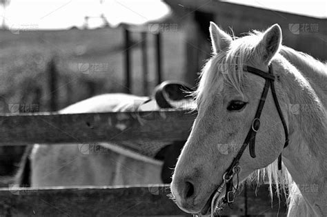 美丽的白马黑白肖像