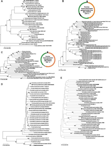 Identification Of An Enterovirus Recombinant With A Torovirus Like Gene
