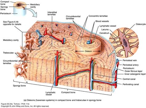 Image Result For Bone Matrix Basic Anatomy And Physiology Anatomy
