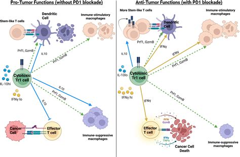 Frontiers Cytotoxic Cd4 T Cells In The Mucosa And In Cancer