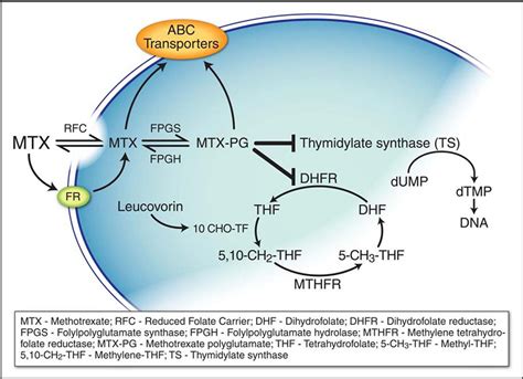 Figure 1 From Suspected Methotrexate Toxicity From Omeprazole Semantic Scholar