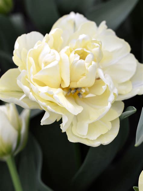 Tulpenbollen uit Nederland - Tulp 'Avant Garde' | DutchGrown™