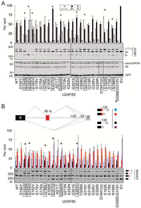 Cancer Associated Substitutions In Rna Recognition Motifs Of Puf60 And U2af65 Reveal Residues
