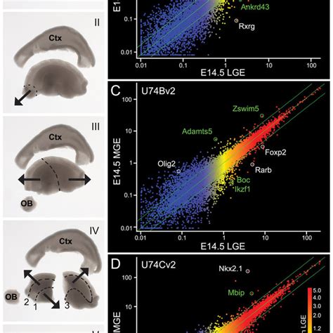 Affymetrix Based Microarray Screen Identifies Transcripts That Are Download Scientific Diagram