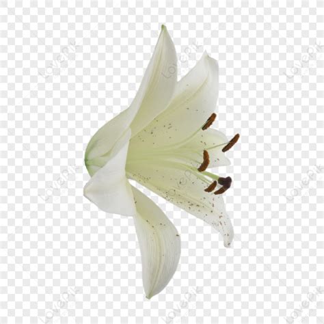 Lily Green Plant Nature Photography Mapstill Life Photographyberdeng
