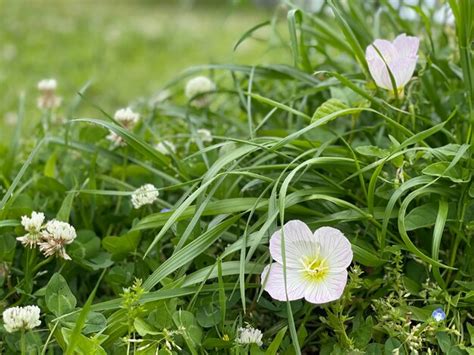 Premium Photo In Machiya