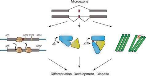 Microexons Discovery Regulation And Function Ustianenko WIREs RNA Wiley Online