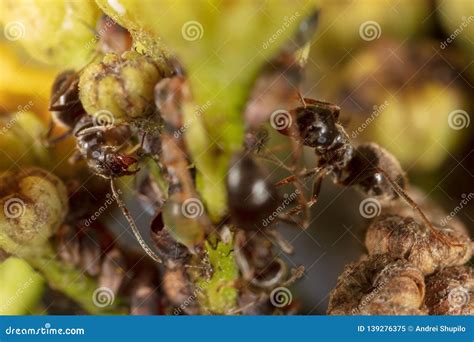 Ants And Aphids On The Plant Stock Image Image Of Detail Ants