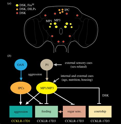 Orchestrating Neuromodulation And Behavioural Switches Illustrated By