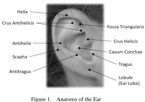 Figure 1 From Ear Biometrics For Automatic Index Segmentation Using Canny Edge Detection
