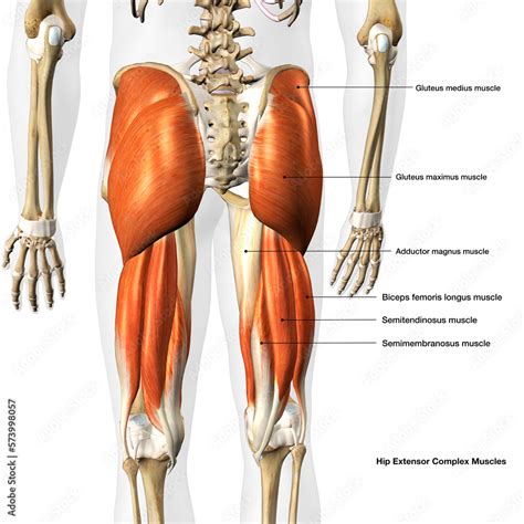 Male Hip Extensor Muscle Diagram On White Background With Text Labeling Stock Illustration