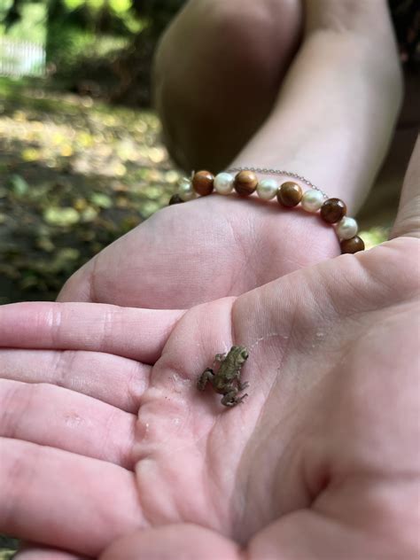 Froglets Toadlets Rfrogs