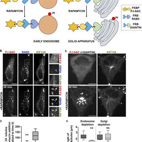 Depletion Of Endosomal Pi4p Destabilizes Recycling Endosomal Tubules