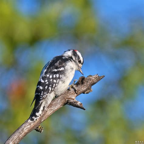 森林医生啄木鸟 摄影部落
