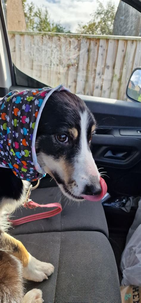 My Best Friend Riddle Showing Off His Good Behavior 😁 R Bordercollie