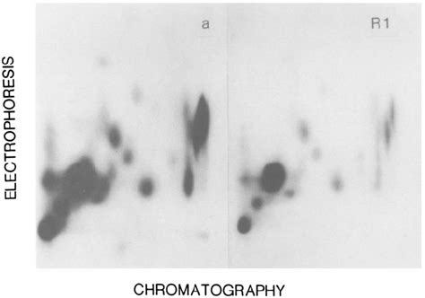 Two Dimensional Peptic Peptide Maps Of Rtla H Chains Precipitated From