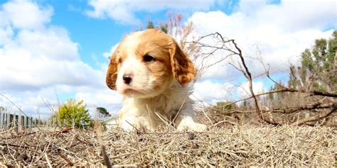 Cavapoo Lifespan How Long Will Your Cavapoo Live Doodle Pooch Designs