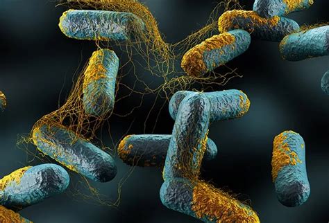 How Long Does C Diff Last Symptoms Antibiotics Infection