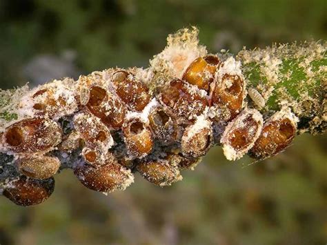 Scale Definition Plants At Harold Chappell Blog
