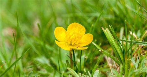 Buttercup Plant Info And Care