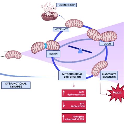 Mitochondrial Dysfunction In Biogenesis Processes And Dynamics Triggers