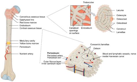 Schematic Image Of Bone Anatomy Reprinted With Permission From Ref