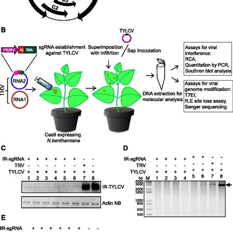 Crisprcas9 Mediated Targeted Cleavage Of The Tylcv Genome A Mutation