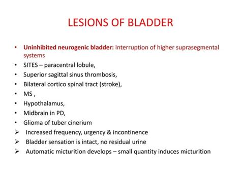 Urinary Bladder Innervation And Syndromes Pptx Brain And Nervous