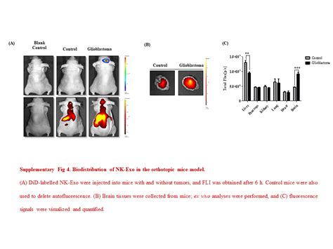 Targeting And Therapy Of Glioblastoma In A Mouse Model Using Exosomes Derived From Natural