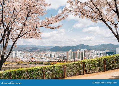 Panoramic View Of Dongchon Riverside Park And City With Cherry Blossoms