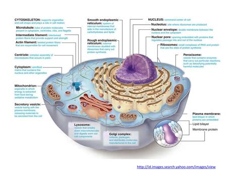 Basic Cell Structure And Function Ppds Pptx