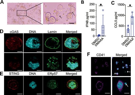 Figure 1 From Megakaryocytes Possess A Sting Pathway That Is