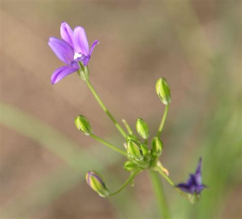 Species Spotlight Thread Leaved Brodiaea The Nature Reserve At Rancho Mission Viejo