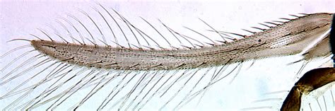 Microcephalothrips Abdominalis Oz Thrips
