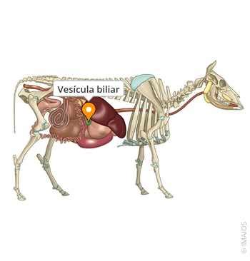 Vesícula Biliar Vet Anatomy Imaios