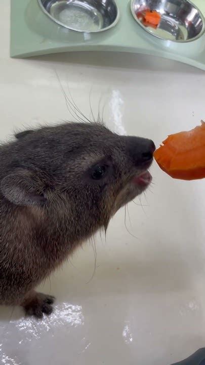 바위너구리 당근 먹방 Youtube