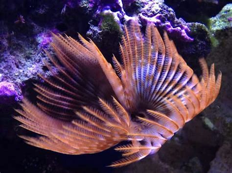 Feather Duster Fish Pet Feather Duster Pets