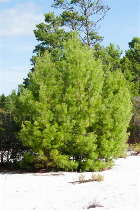 Hardwood Trees In Florida