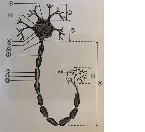 Diagram Cellule Nerveuse Quizlet
