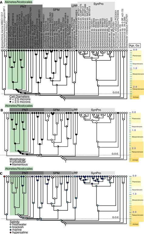 ancestral state reconstruction relaxed molecular clock chronogram using